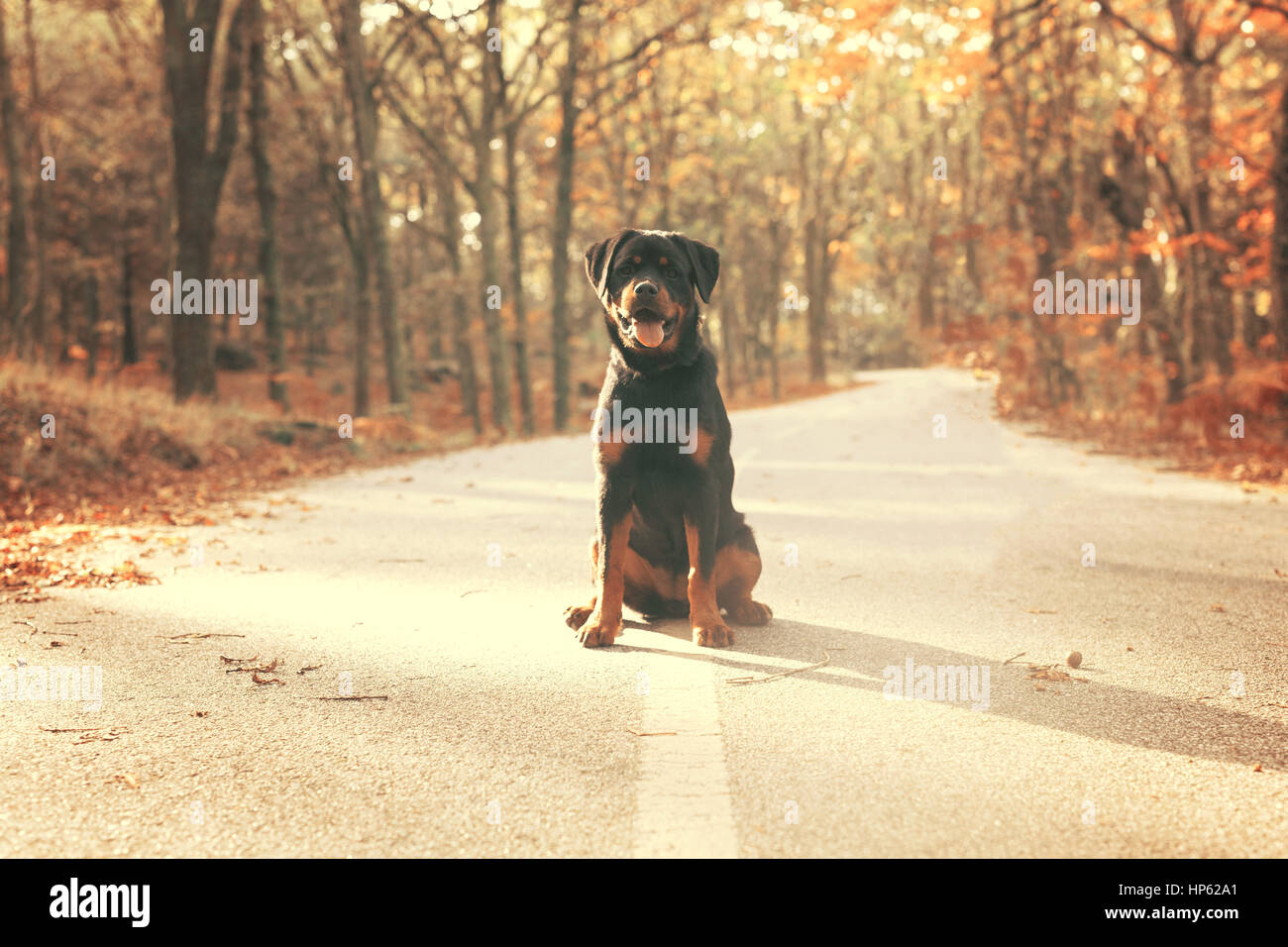 Beautiful rottweiler puppy walking at the park Stock Photo - Alamy