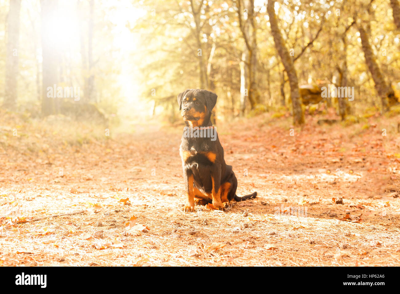 Beautiful rottweiler puppy walking at the park Stock Photo - Alamy