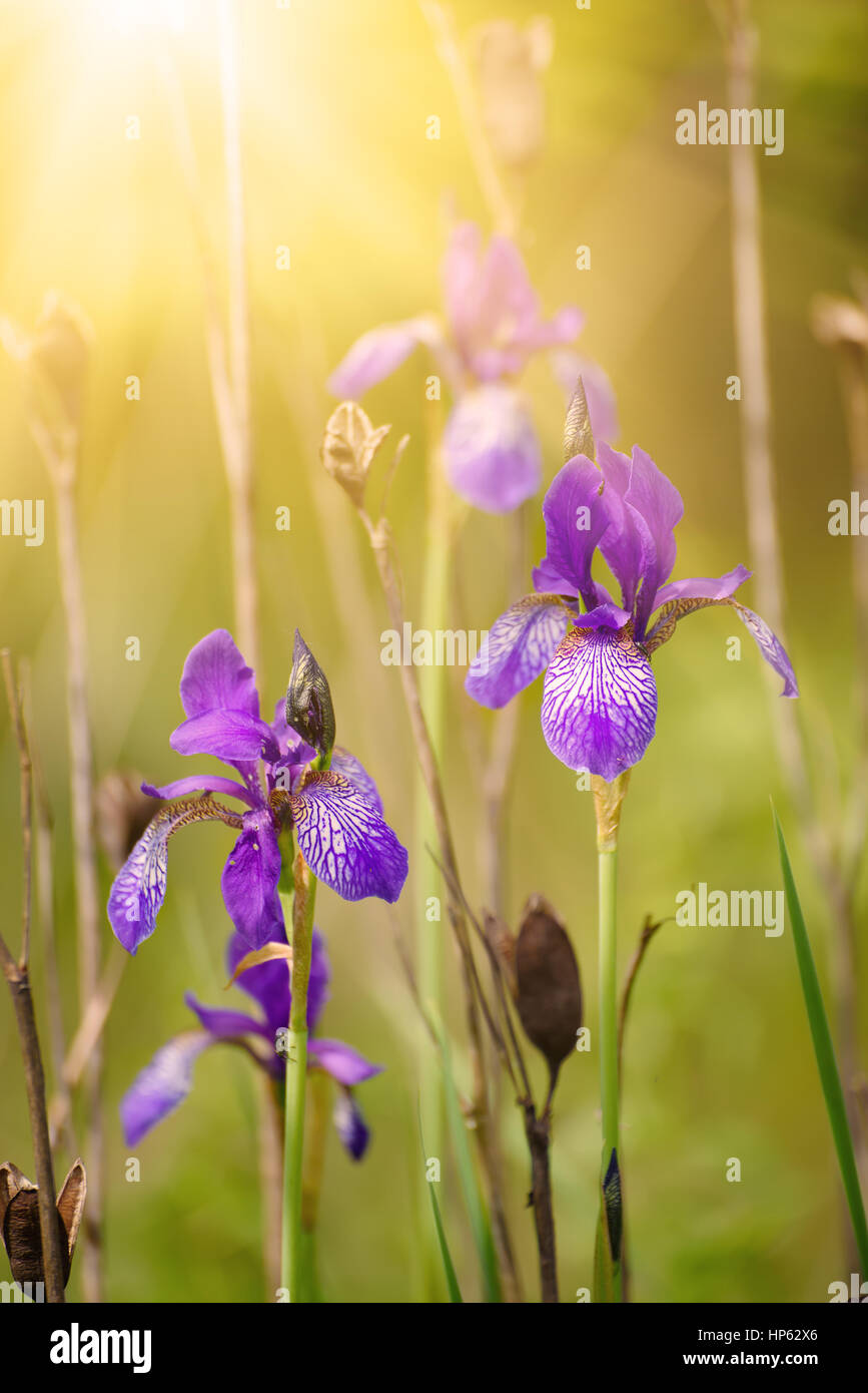 Iris flower in nature Stock Photo - Alamy