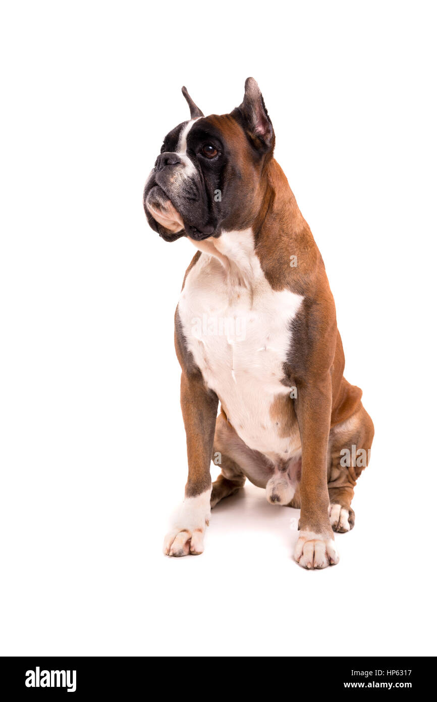 Awesome looking german boxer posing isolated in studio Stock Photo - Alamy