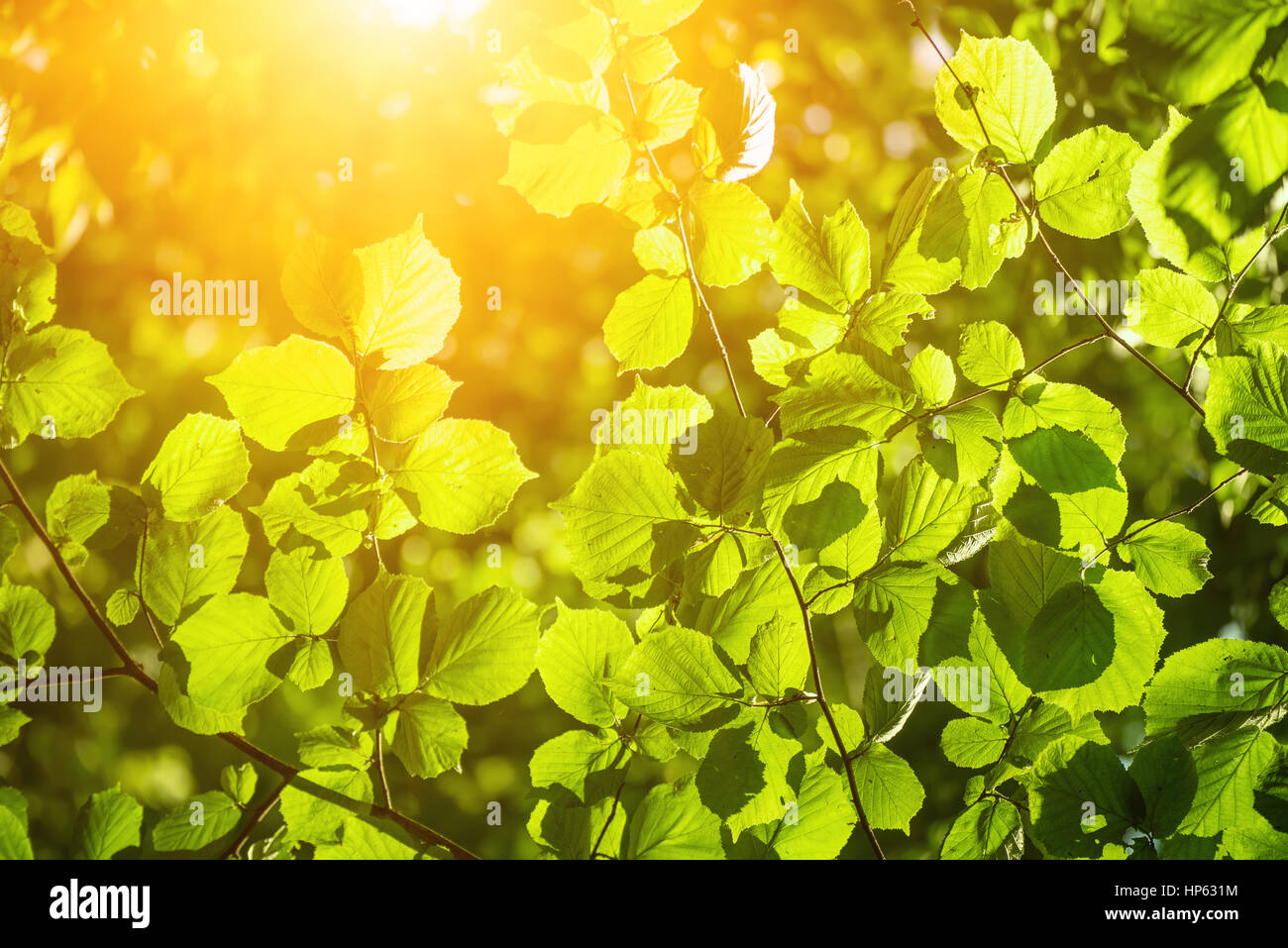 Sunny green leaves Stock Photo - Alamy