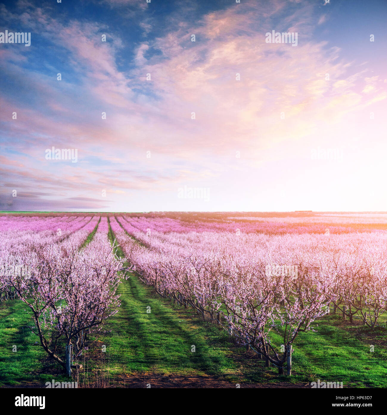 blossoming tree garden Stock Photo - Alamy