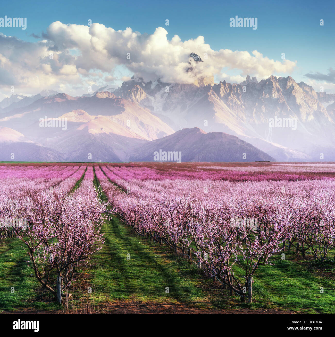 blossoming tree garden Stock Photo - Alamy