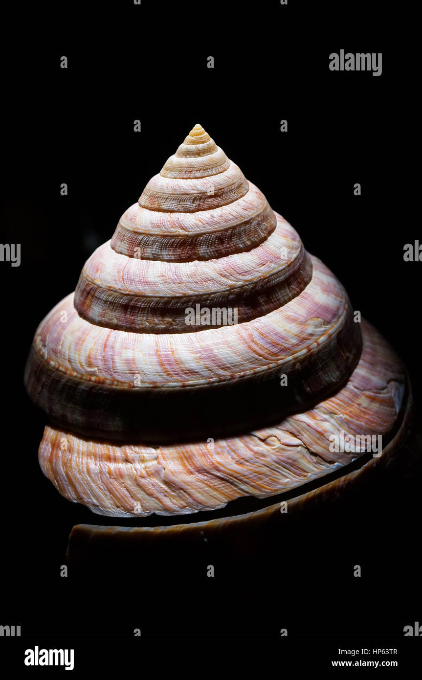 slit shell against black background Stock Photo - Alamy