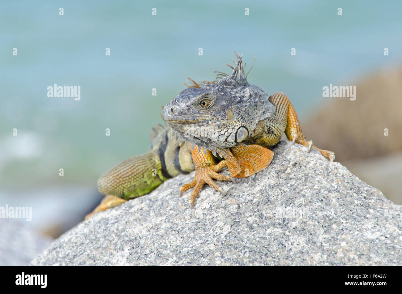 Lizard in Key West Florida, USA Stock Photo - Alamy