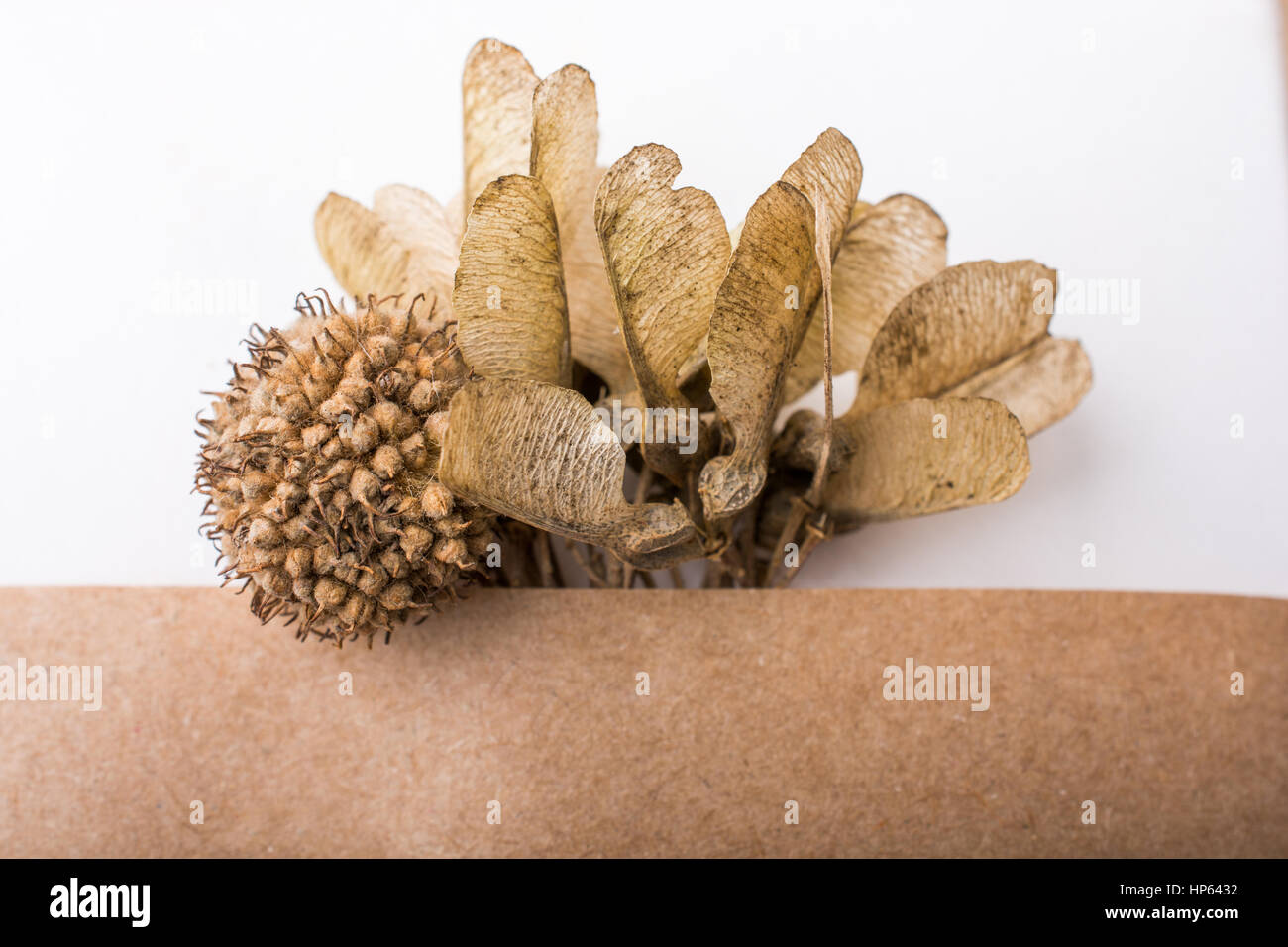Brown pod or capsule on paper background Stock Photo - Alamy