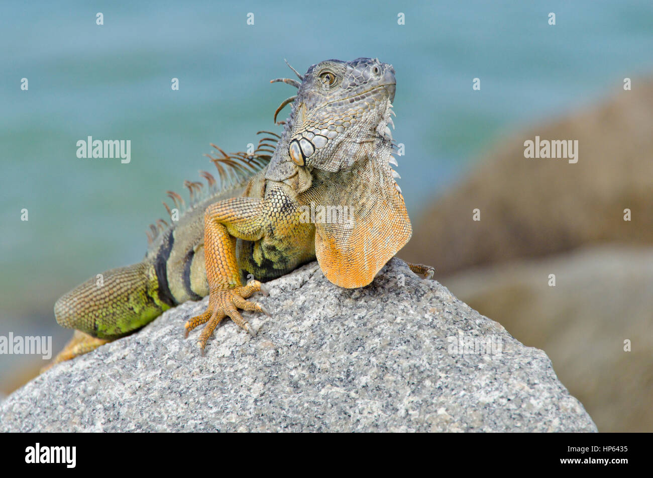 Lizard in Key West Florida, USA Stock Photo - Alamy