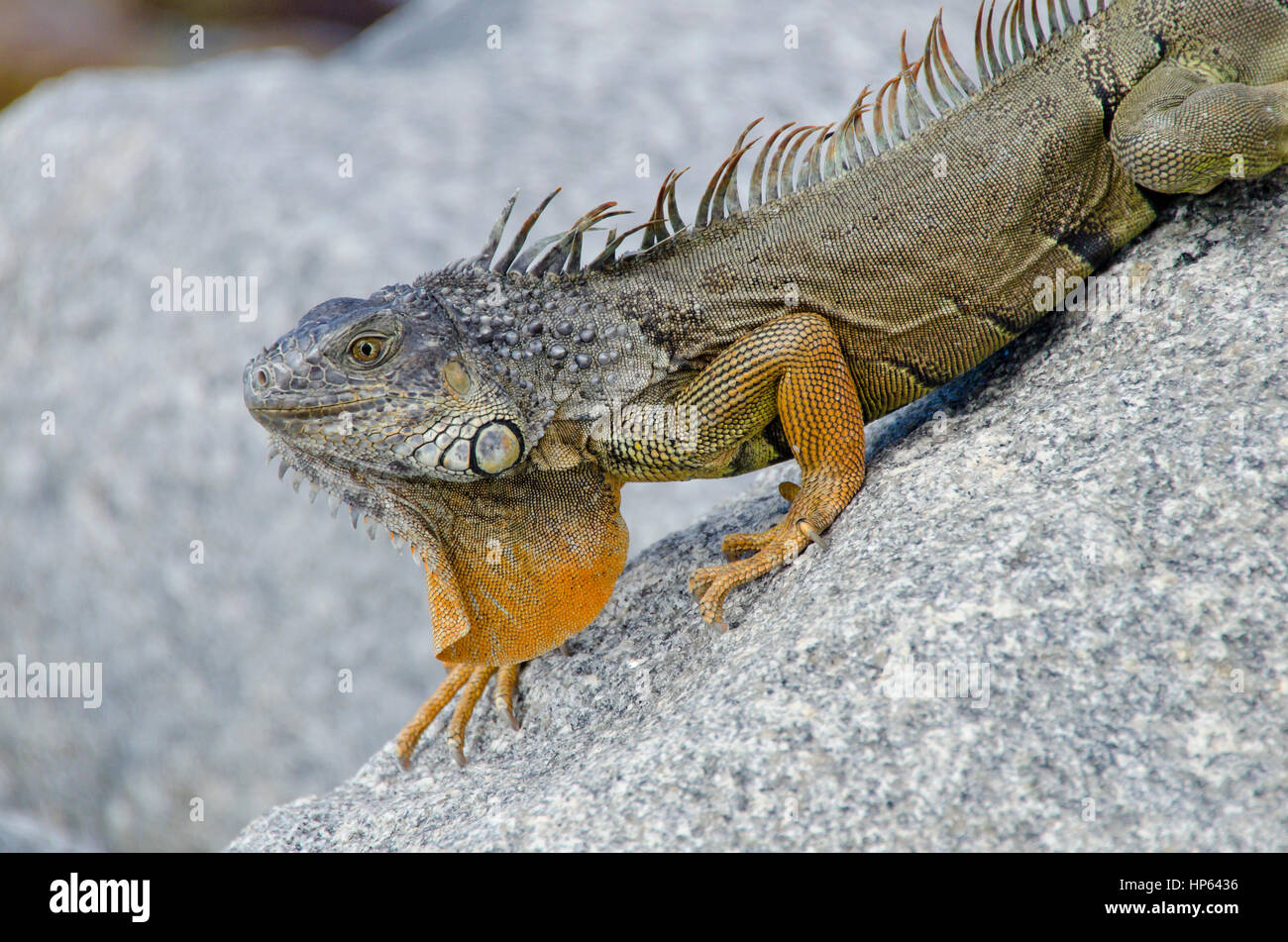 Lizard in Key West Florida, USA Stock Photo - Alamy