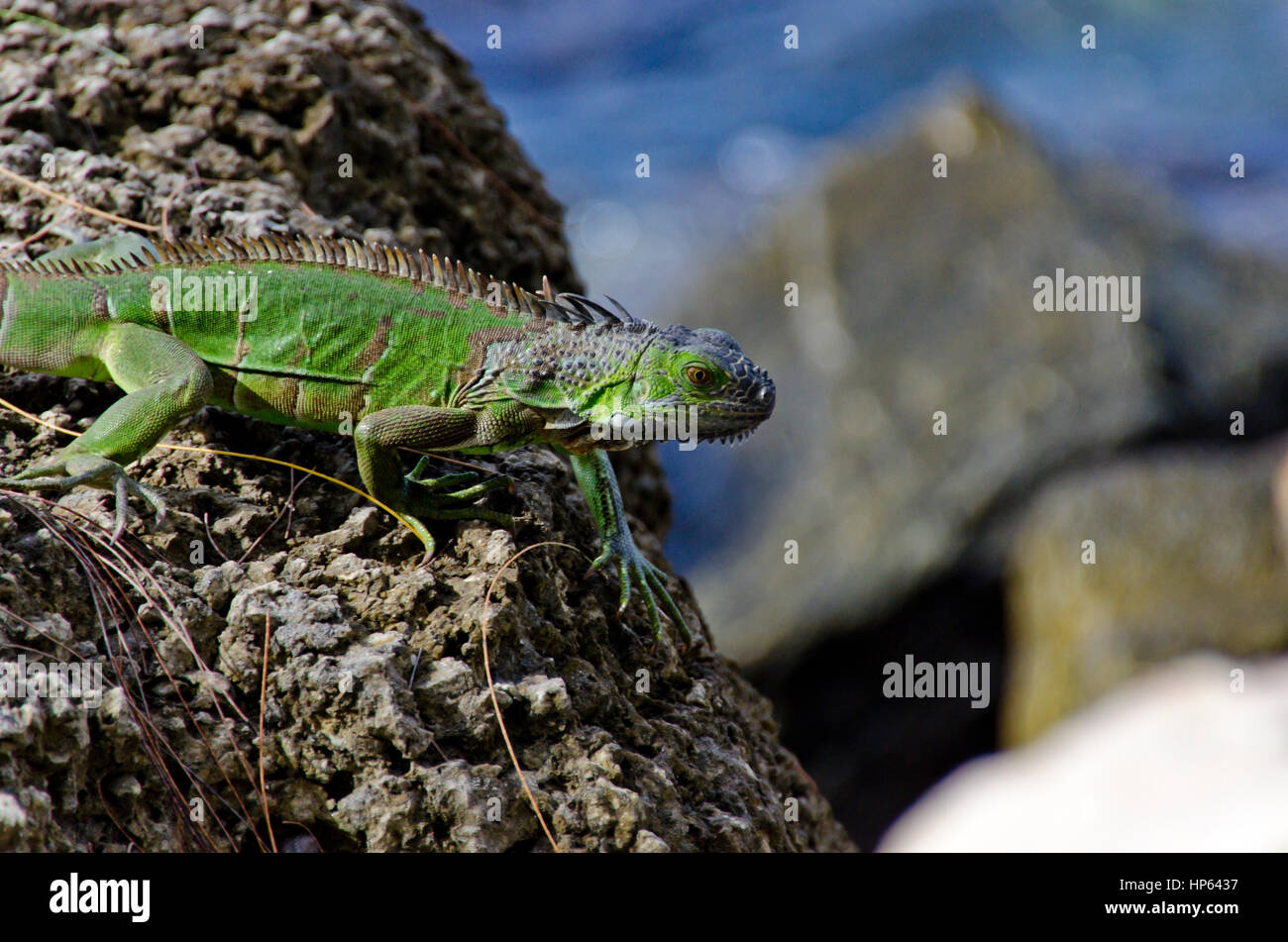 Lizard in Key West Florida, USA Stock Photo - Alamy