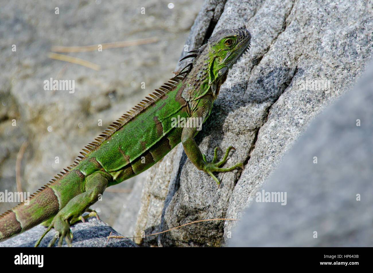 Lizard in Key West Florida, USA Stock Photo - Alamy