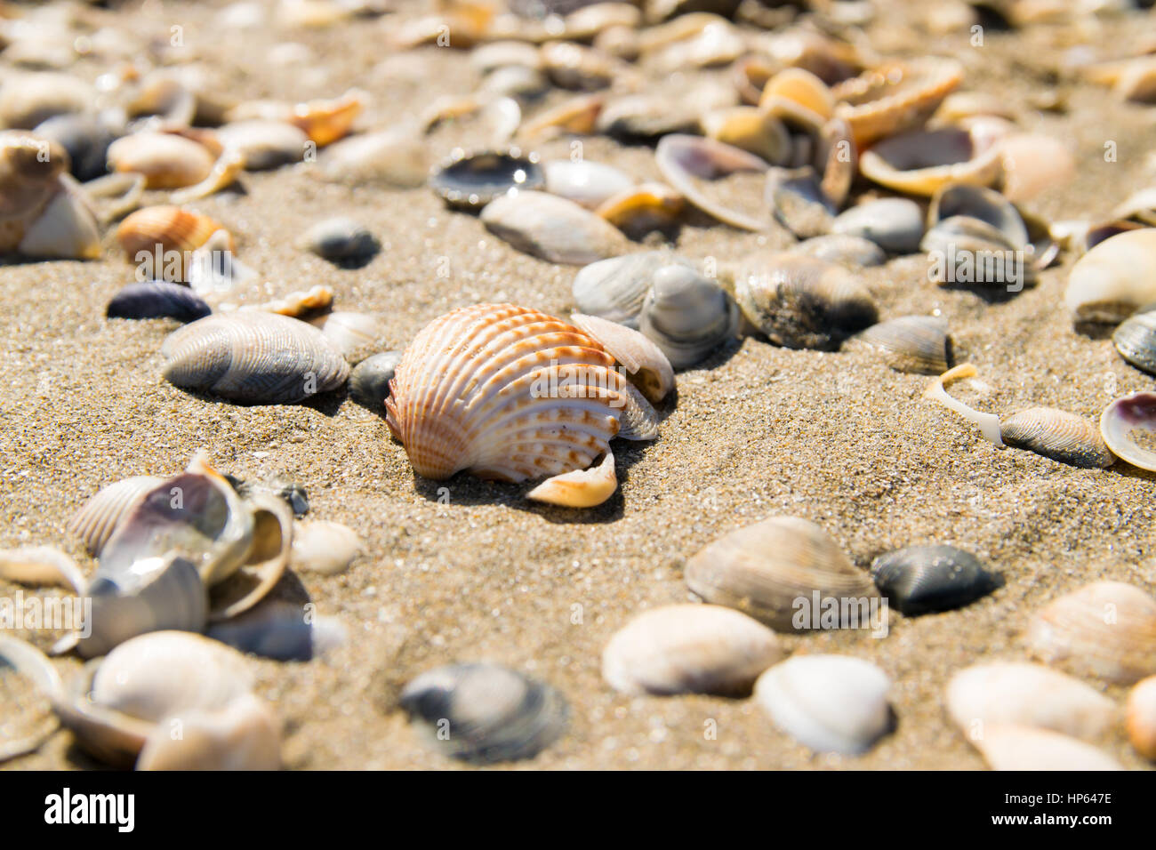 Background formed by shells on the seashore Stock Photo - Alamy