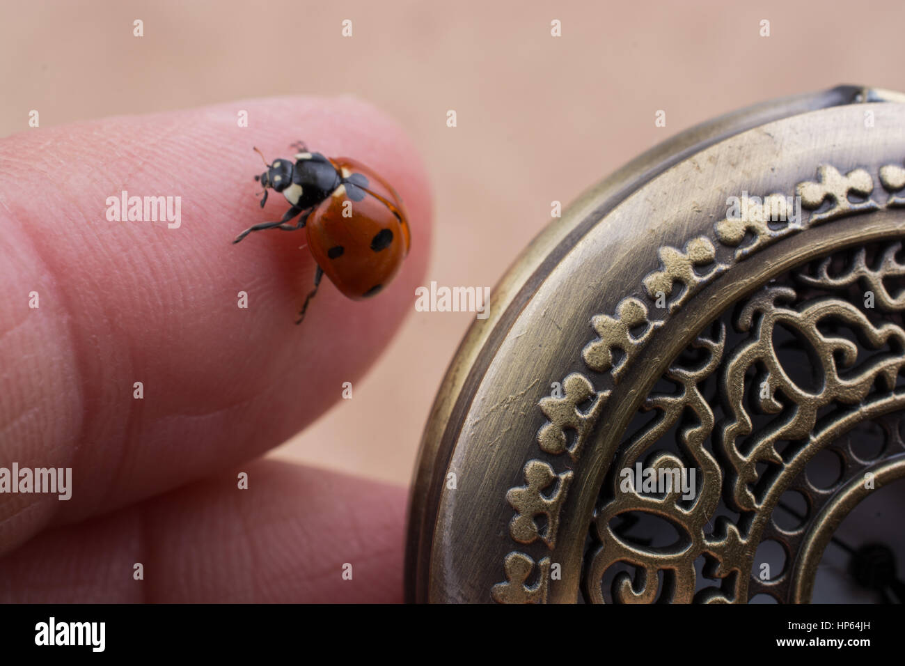 Beautiful photo of red ladybug walking on a pocket watch Stock Photo ...
