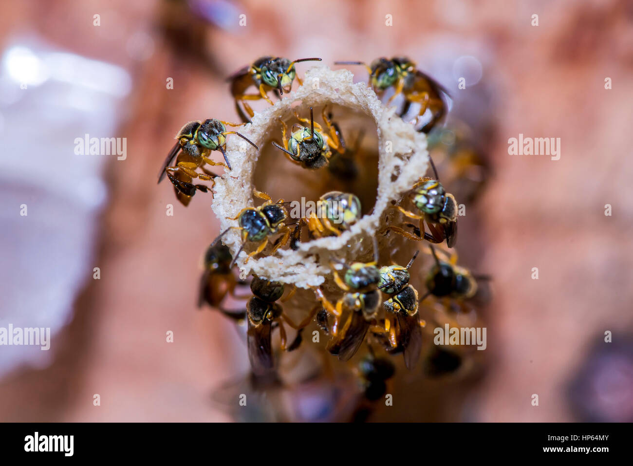 Jatai bee hi-res stock photography and images - Alamy