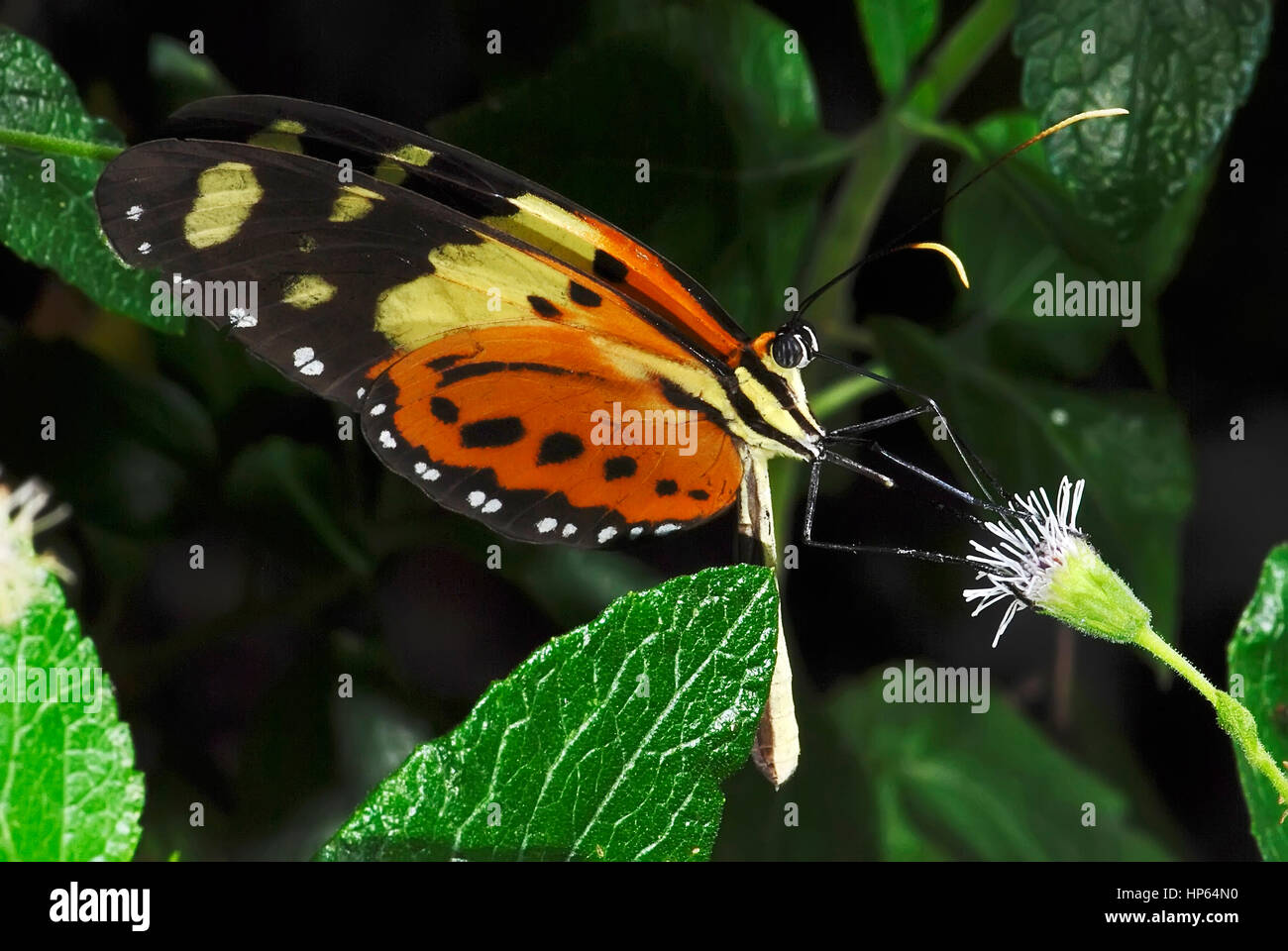 Brush Footed Butterfly (Melinaea ludovica), photographed in Guarapari ...