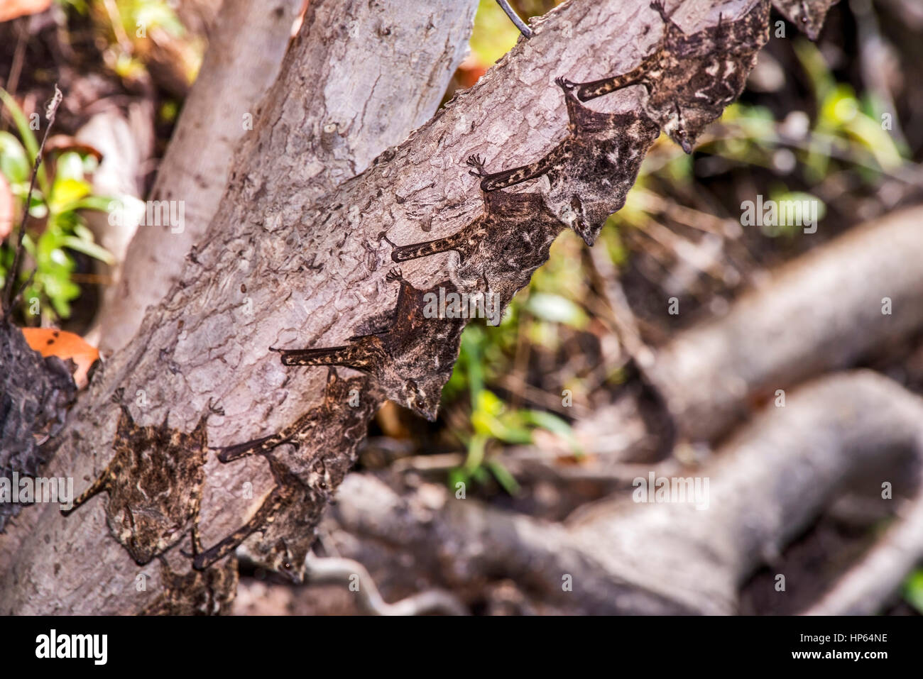 Group of Proboscis Bat (Rhynchonycteris naso) photographed in Sooretama ...