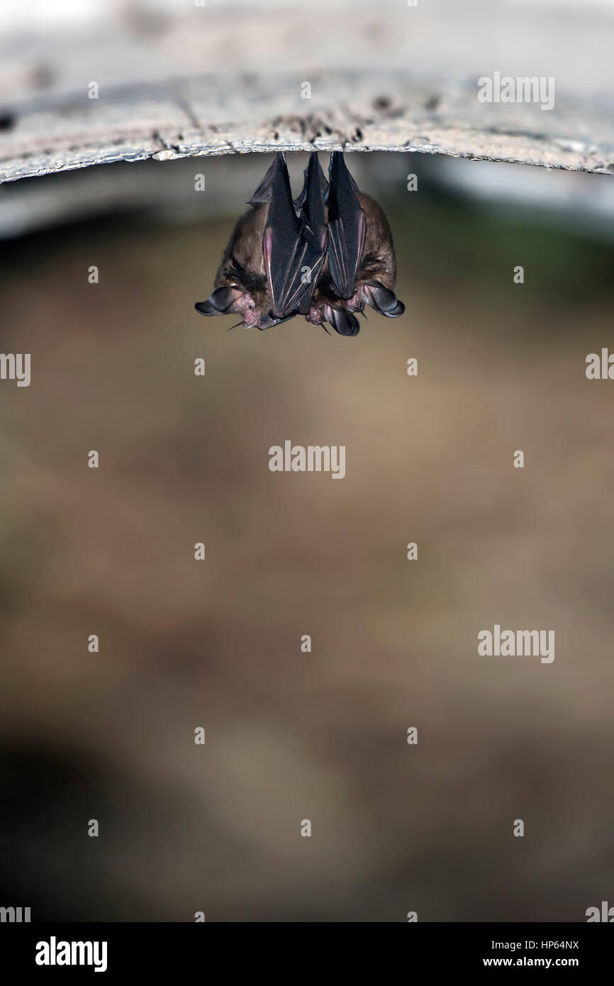 Bats, photographed in Sooretama, Espírito Santo - Southeast of Brazil ...