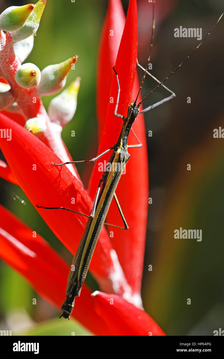 Insecte pal hi-res stock photography and images - Alamy