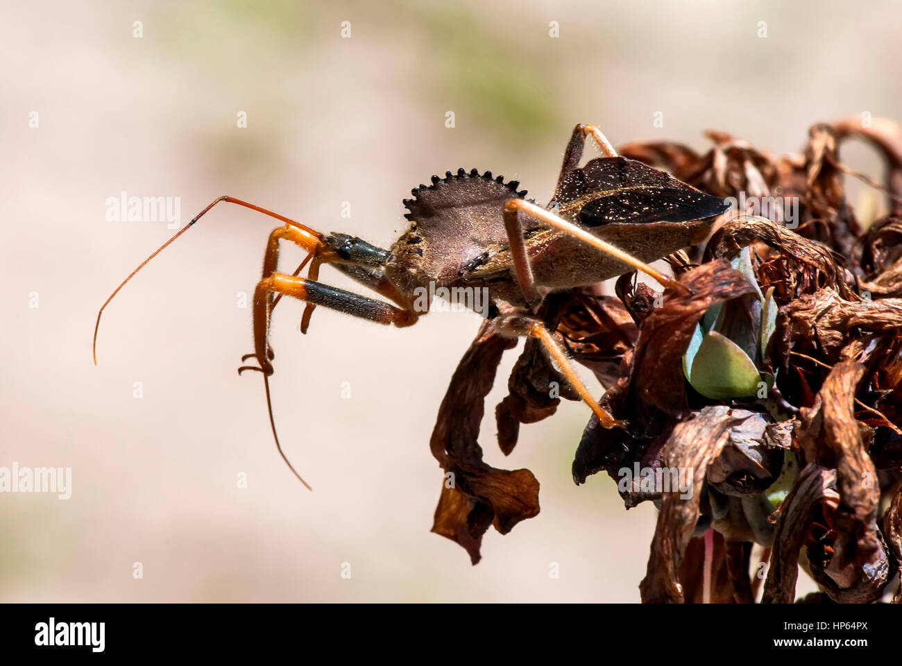 Brown bug, photographed in Guarapari, Espírito Santo - Southeast of ...