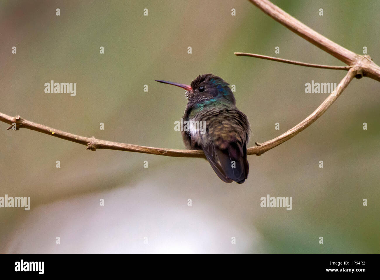 Sapphirina hi-res stock photography and images - Alamy