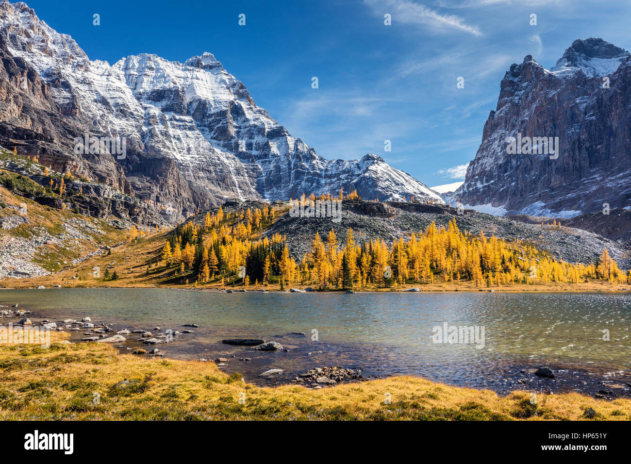 Golden larch trees at the Opabin Plateau in the back country of Lake O ...