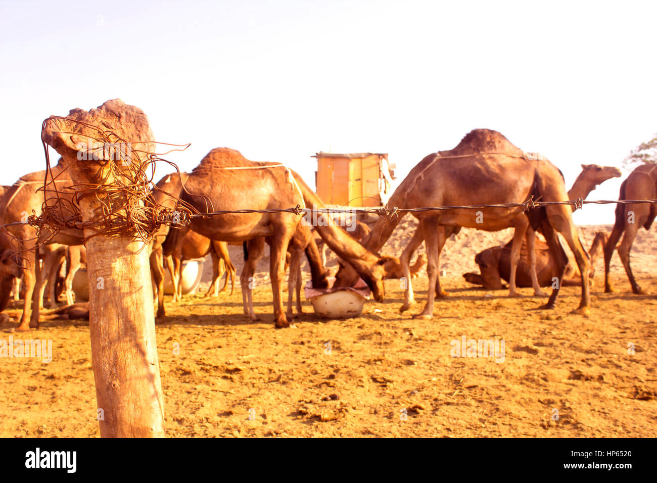 Saudi arabia wind farm hi-res stock photography and images - Alamy
