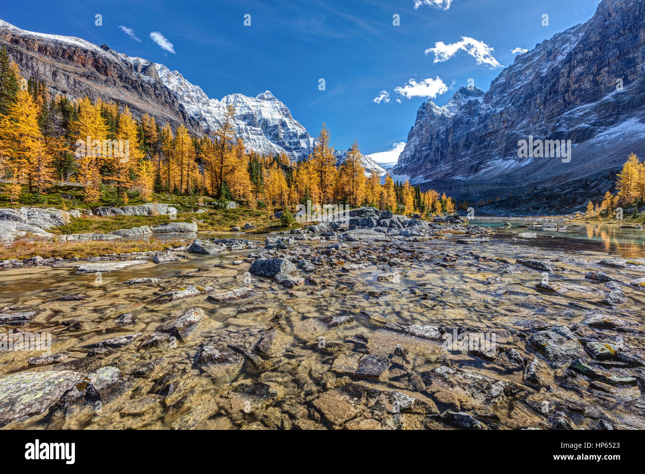 Autumn at the Opabin Plateau with golden larch trees high in the Alpine ...