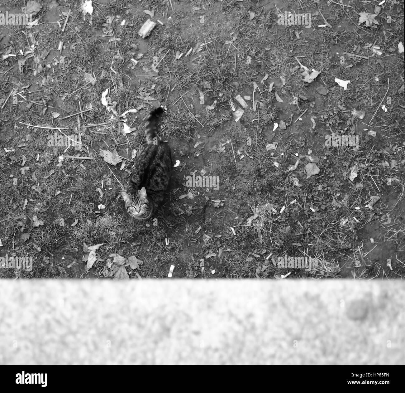 Morning city view in Black and White Stock Photos & Images - Alamy