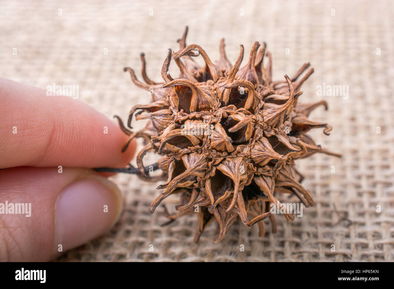 Hand holding brown pod or capsule in hand onbrown background Stock ...