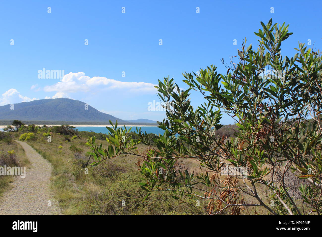 Australian native bush in foreground with turquoise sea, white sand and ...
