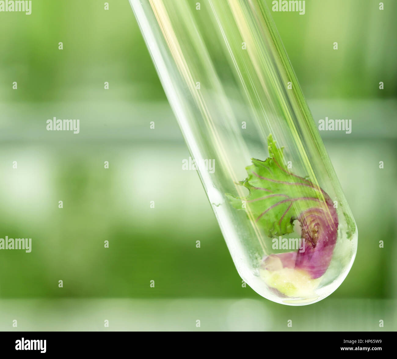 Culture tube hi-res stock photography and images - Alamy