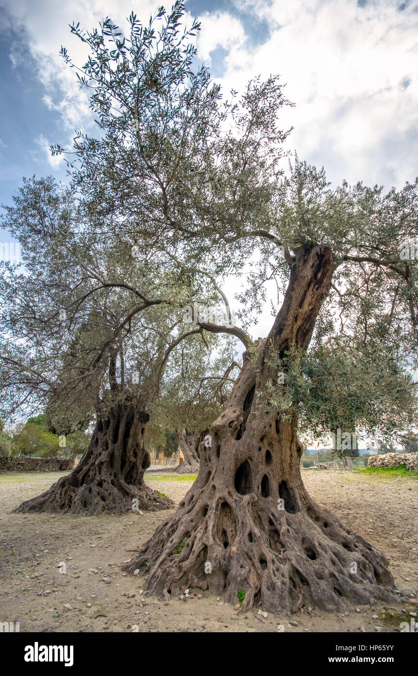 Olive tree old greece hi-res stock photography and images - Alamy
