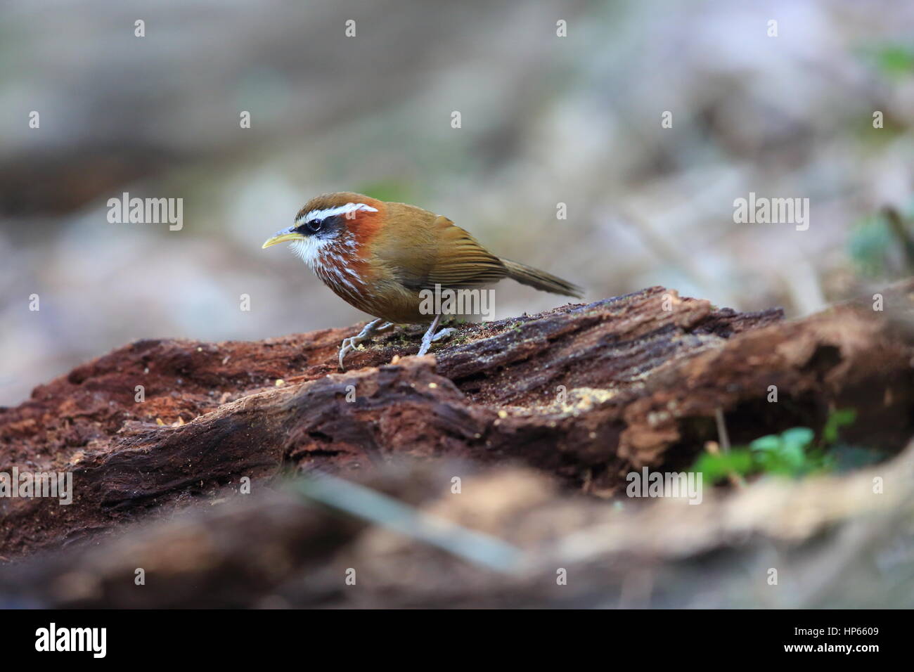 Streak-breasted scimitar babbler (Pomatorhinus ruficollis) in Tam Dao ...