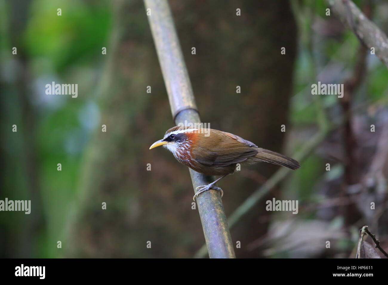 Streak-breasted scimitar babbler (Pomatorhinus ruficollis) in Tam Dao ...