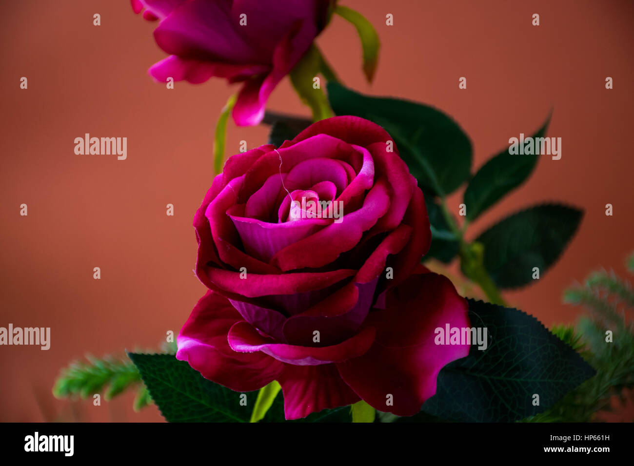 Roses - r they real Stock Photo - Alamy