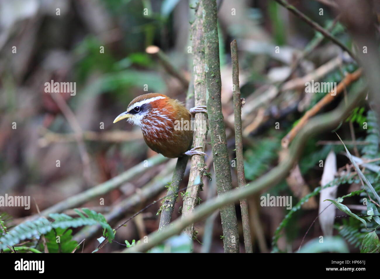 Streak-breasted scimitar babbler (Pomatorhinus ruficollis) in Tam Dao ...