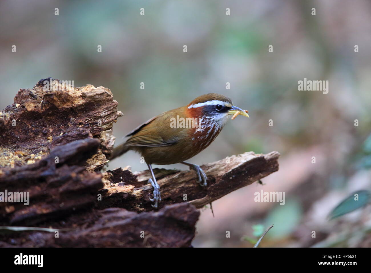 Streak-breasted scimitar babbler (Pomatorhinus ruficollis) in Tam Dao ...