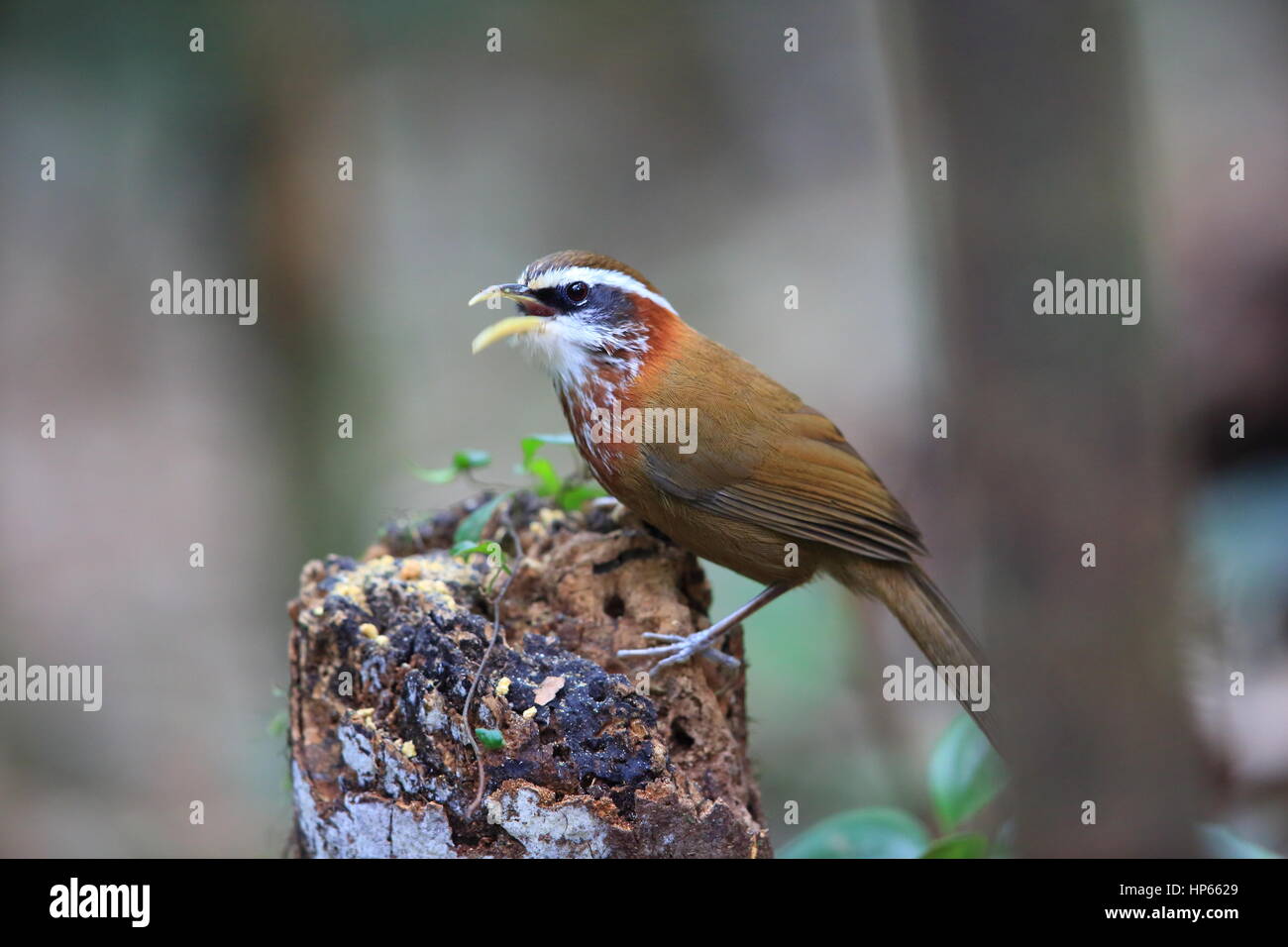 Streak-breasted scimitar babbler (Pomatorhinus ruficollis) in Tam Dao ...