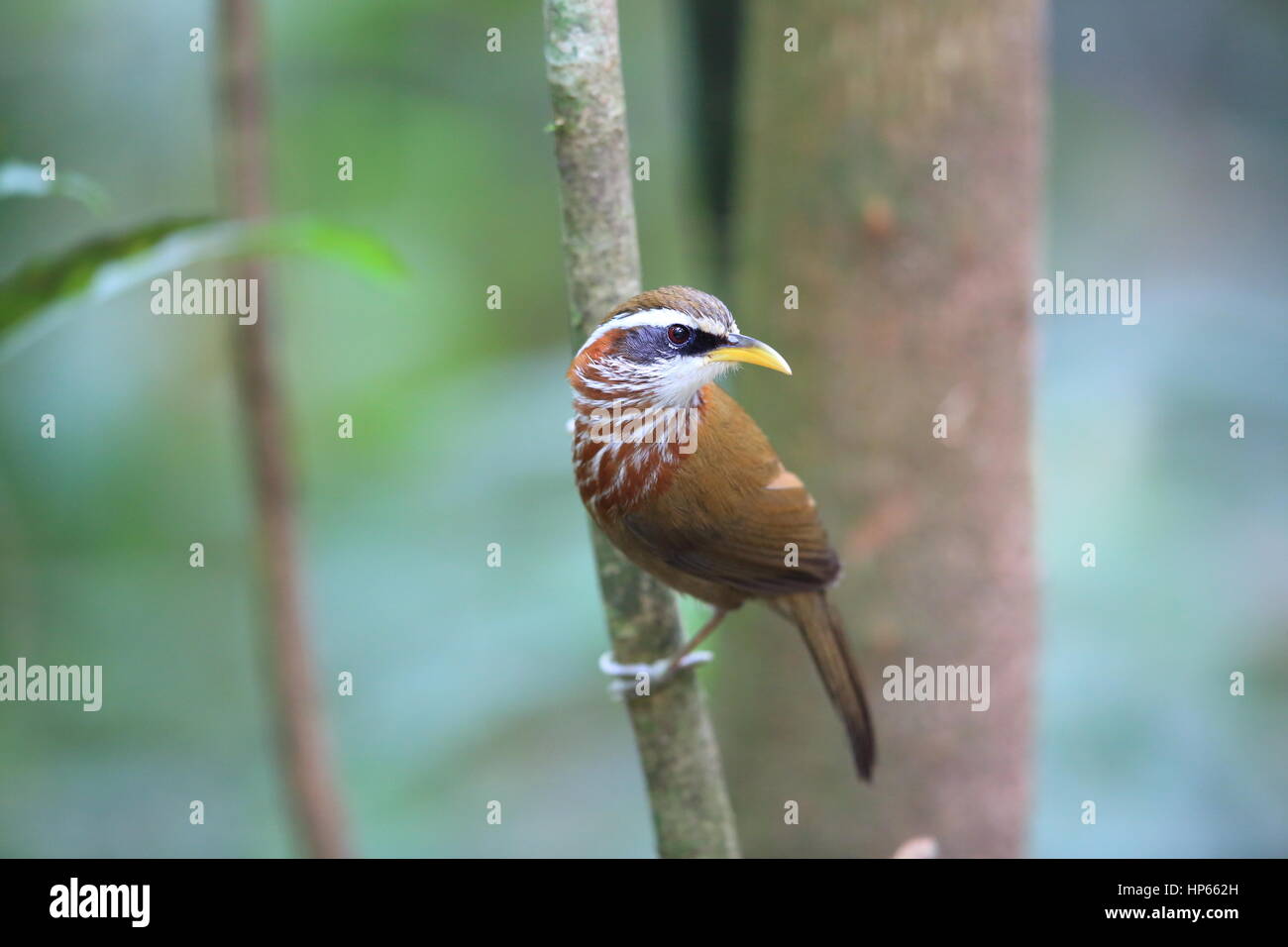 Streak-breasted scimitar babbler (Pomatorhinus ruficollis) in Tam Dao ...