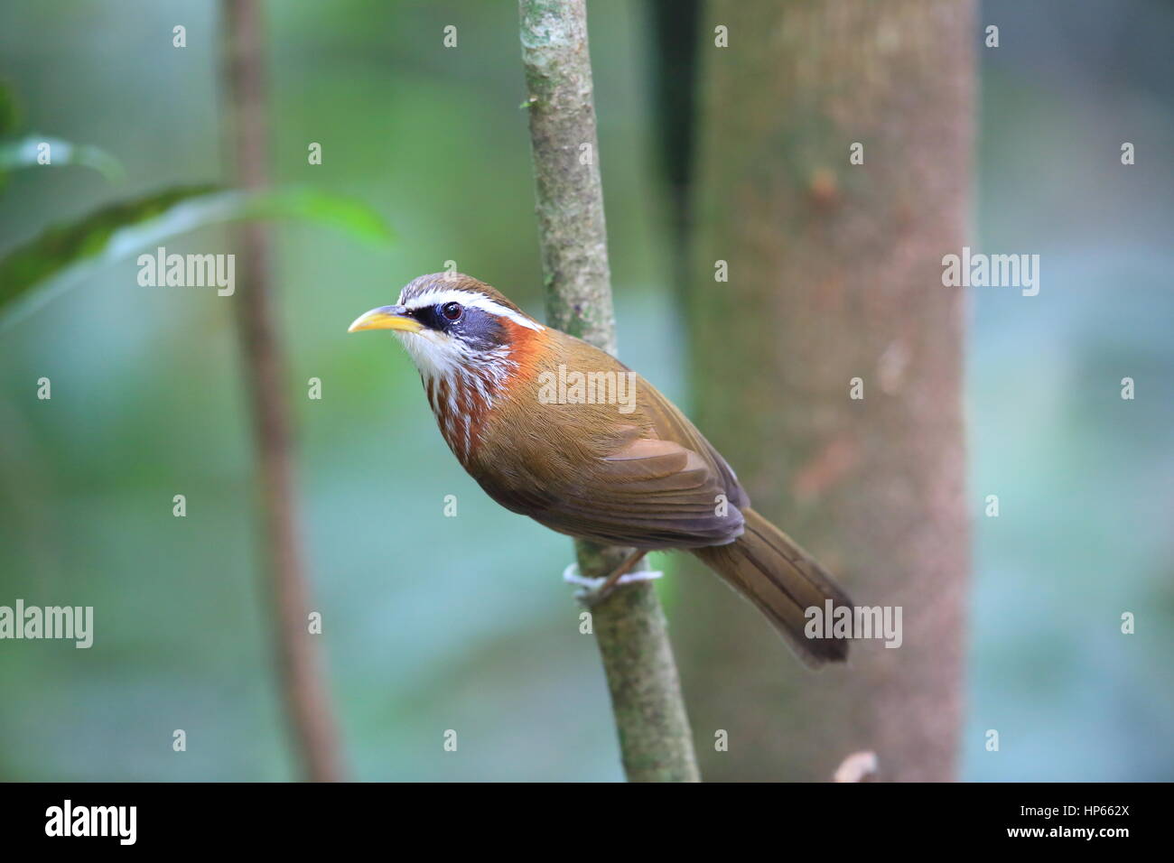 Streak-breasted scimitar babbler (Pomatorhinus ruficollis) in Tam Dao ...