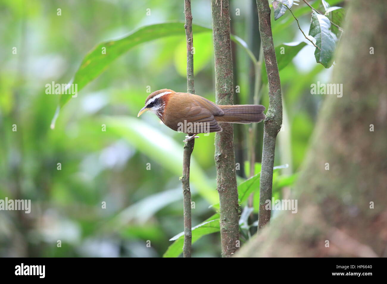 Streak-breasted scimitar babbler (Pomatorhinus ruficollis) in Tam Dao ...