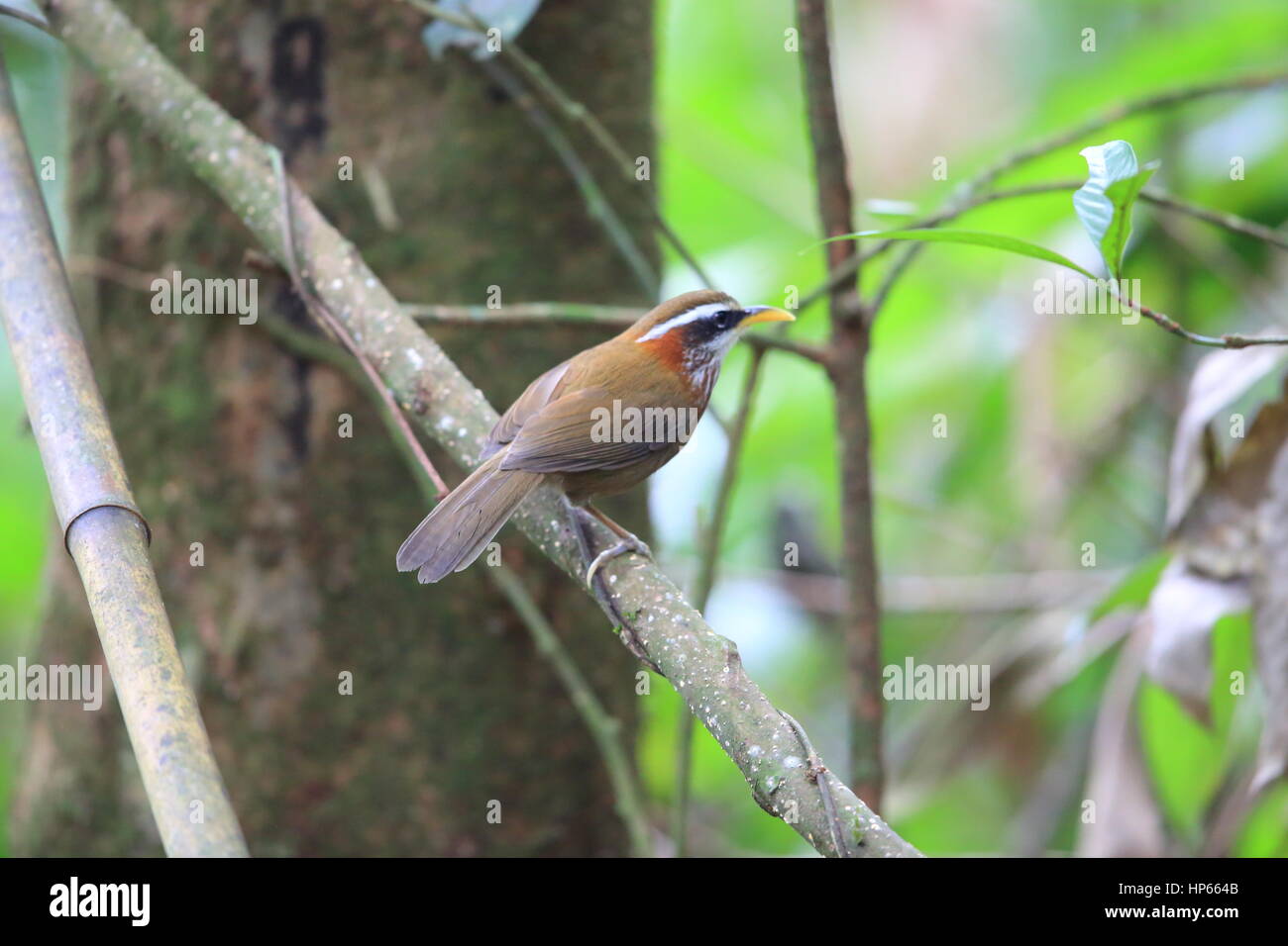 Streak-breasted scimitar babbler (Pomatorhinus ruficollis) in Tam Dao ...