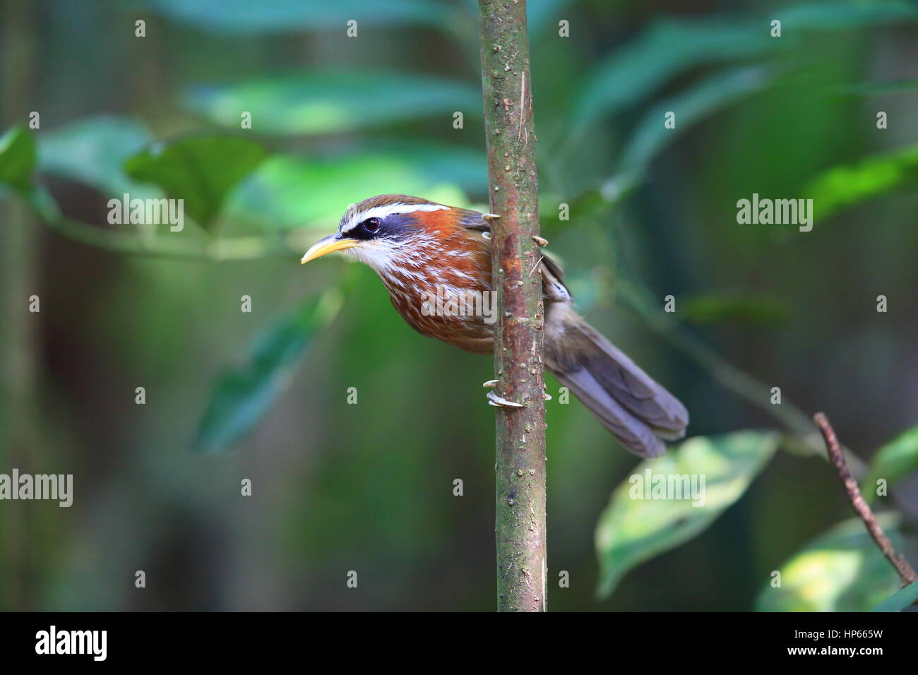 Streak-breasted scimitar babbler (Pomatorhinus ruficollis) in Tam Dao ...