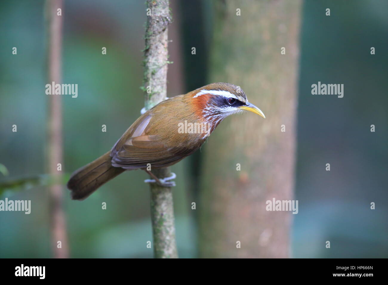 Streak-breasted scimitar babbler (Pomatorhinus ruficollis) in Tam Dao ...