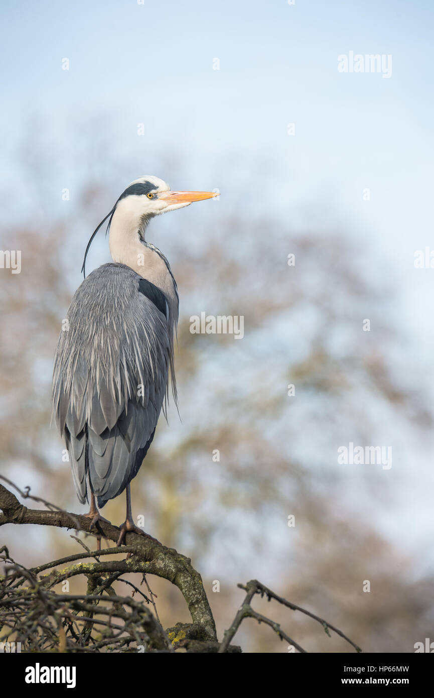Tall slender birds hi-res stock photography and images - Alamy