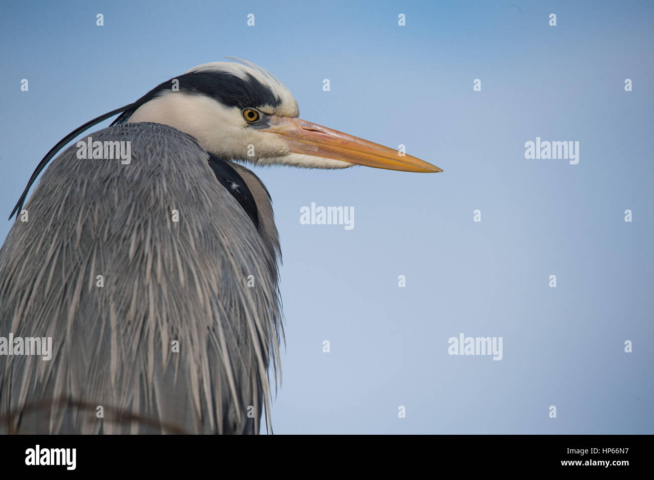 Tall slender birds hi-res stock photography and images - Alamy