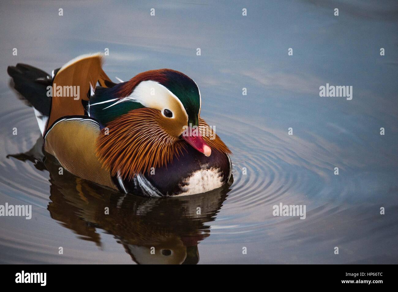 Cute mandarin duck hi-res stock photography and images - Alamy