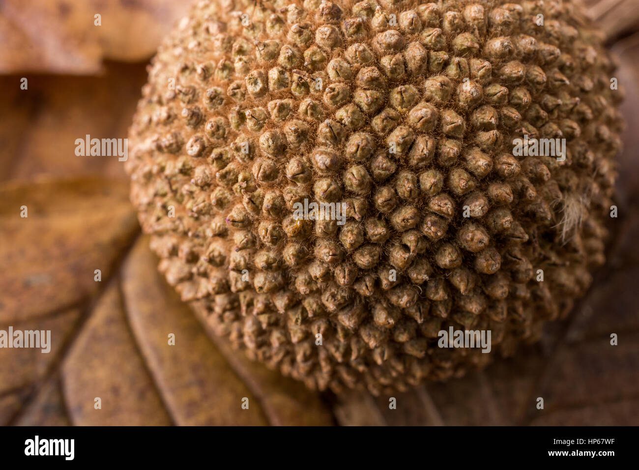 Brown color pod capsule on a dry leaf as an autumn background Stock ...