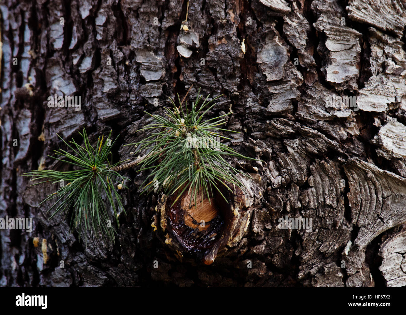 Green pine tree large needles hi-res stock photography and images - Alamy