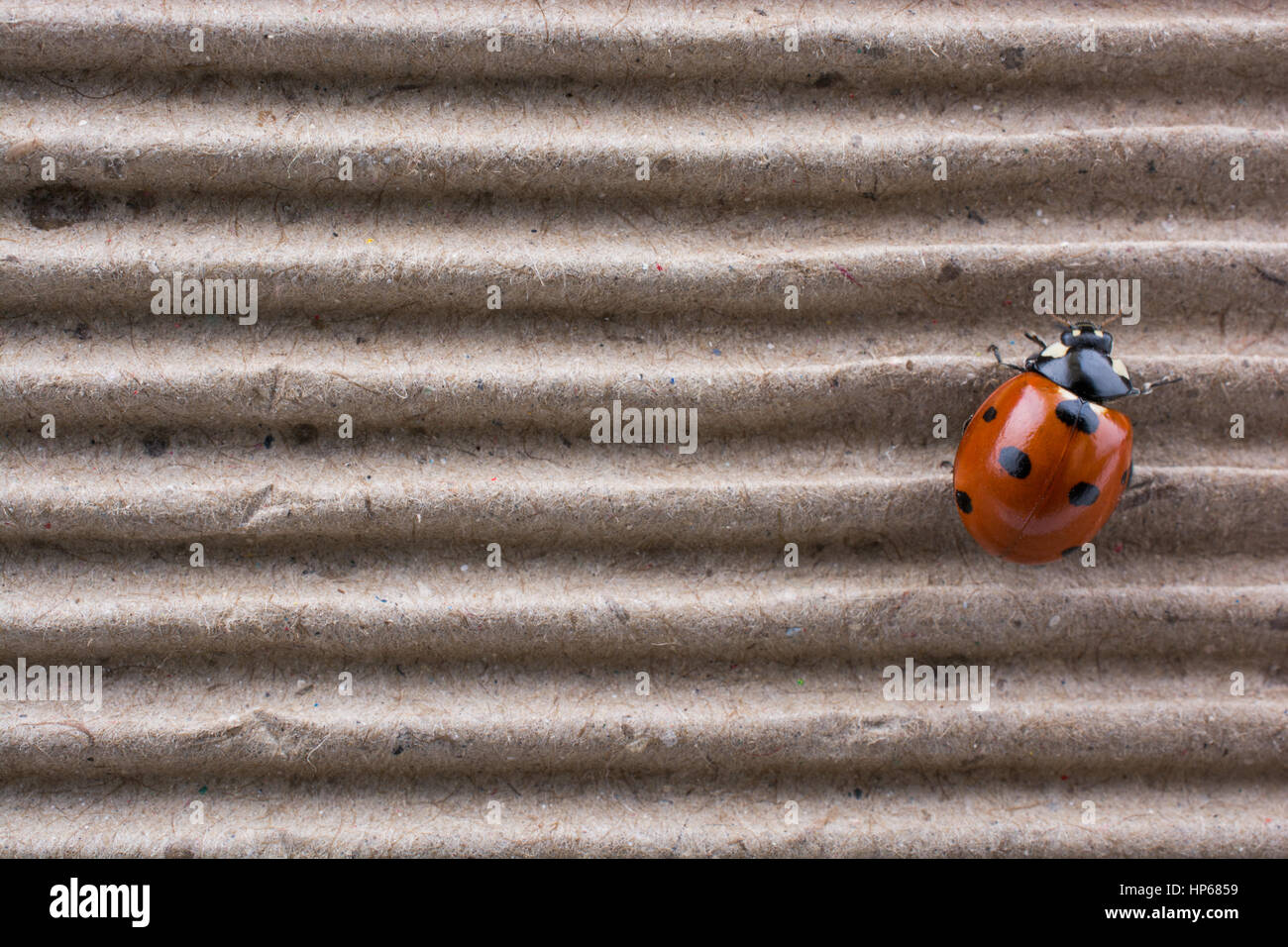Beautiful photo of red ladybug walking on paper Stock Photo - Alamy