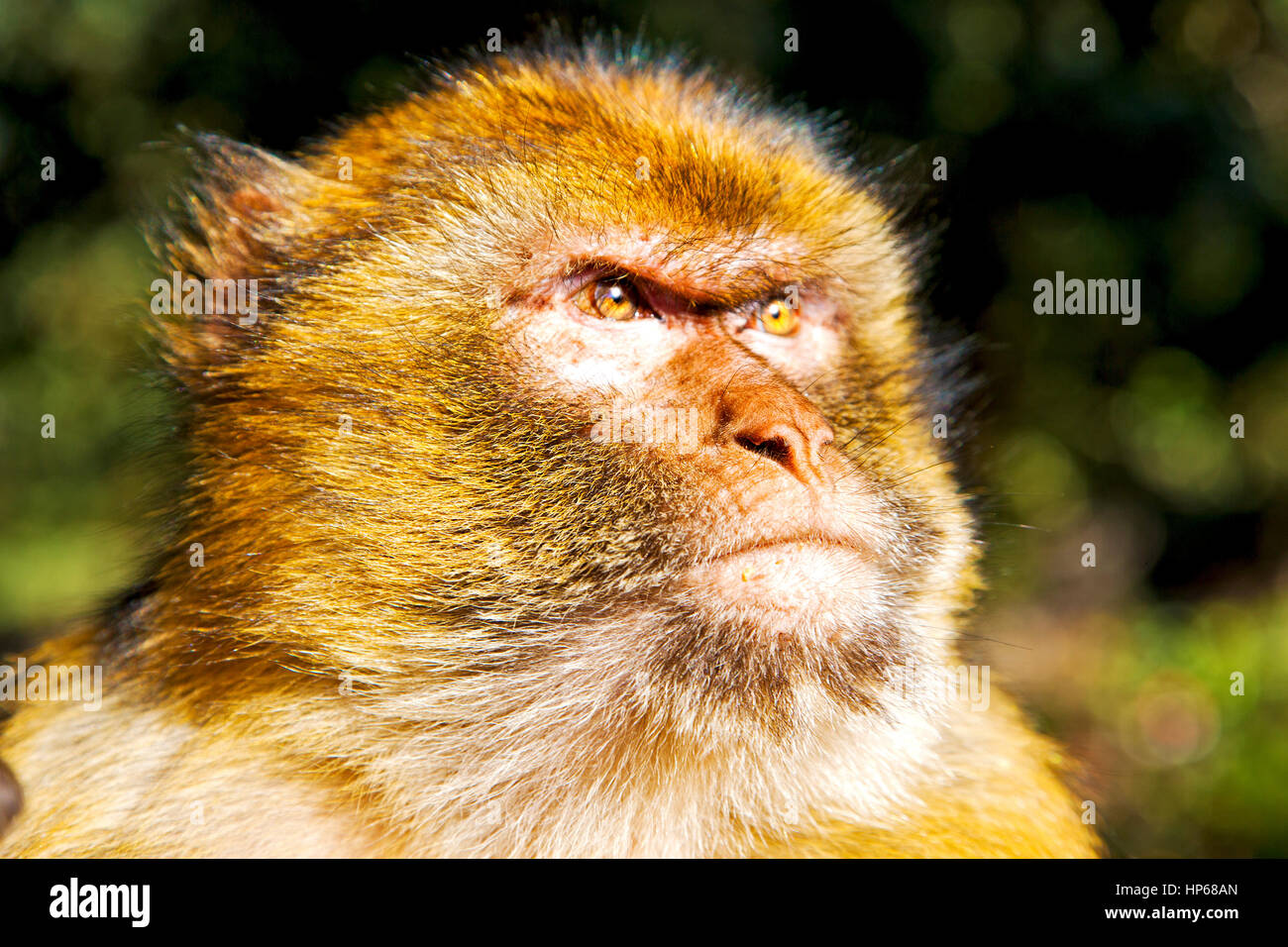africa in morocco cedar forest the primitive monkey animal wildlife ...